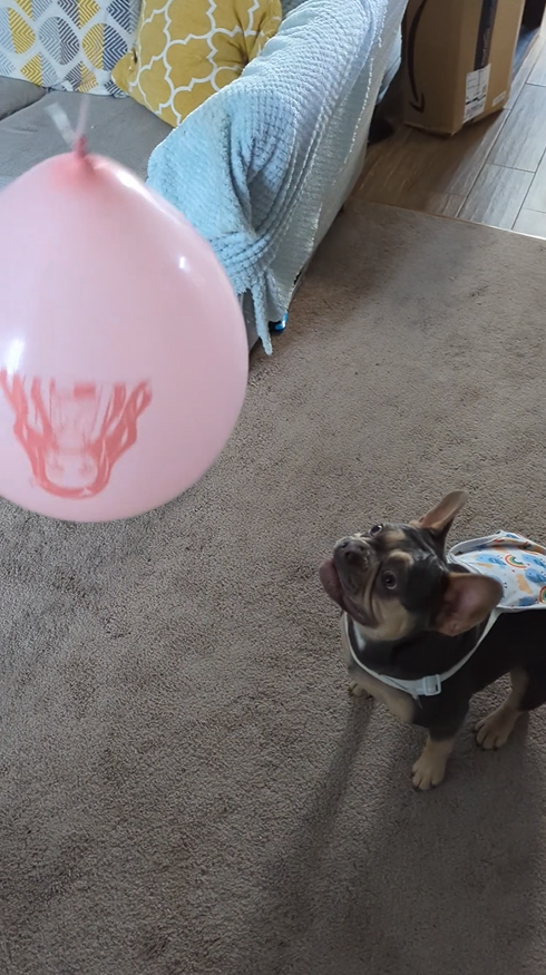 Playful pup turns balloon into endless fun