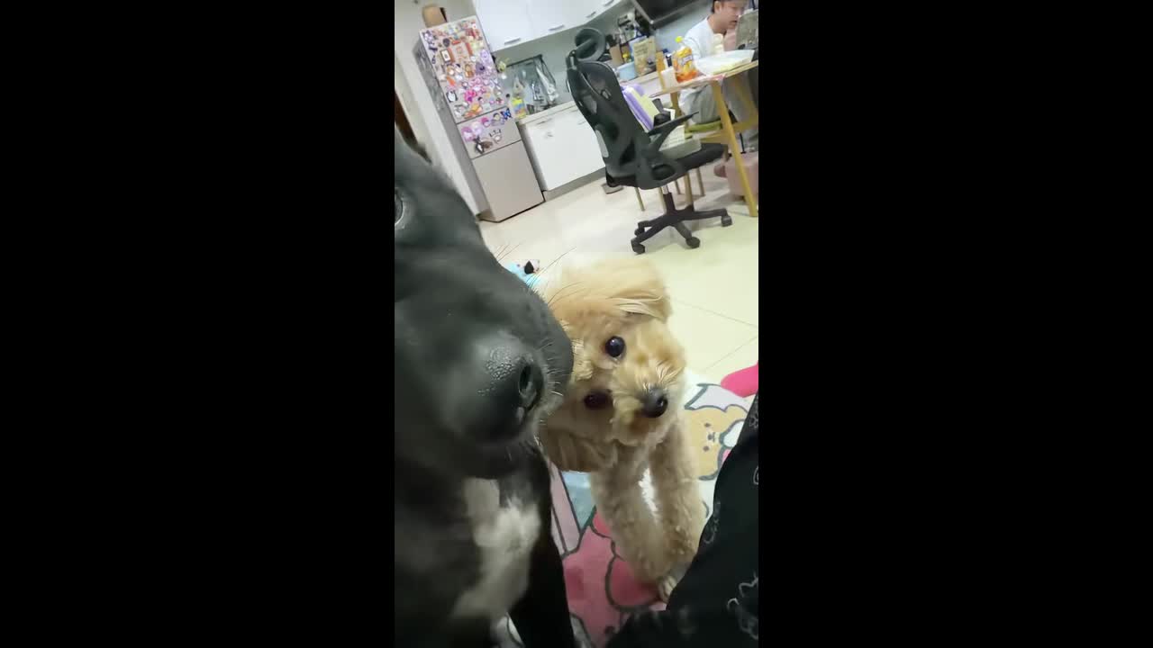 Two dogs tilt their heads in unison in Beijing, China