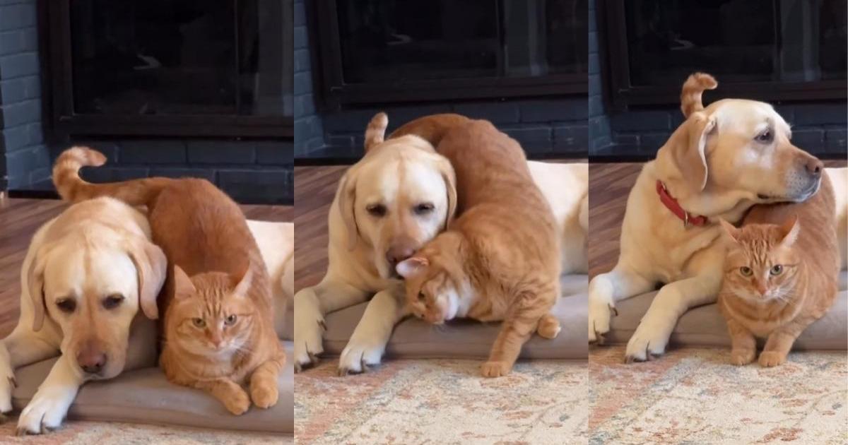 This cat is determined to make sure dog sibling feels loved