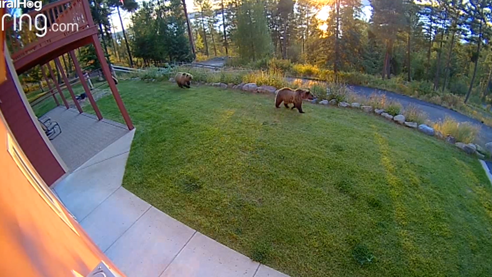 Grizzly bears in the backyard