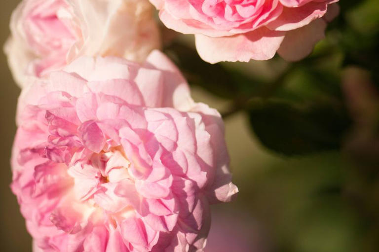 Alan Titchmarsh names one flower that'll will 'bring months of colour ...