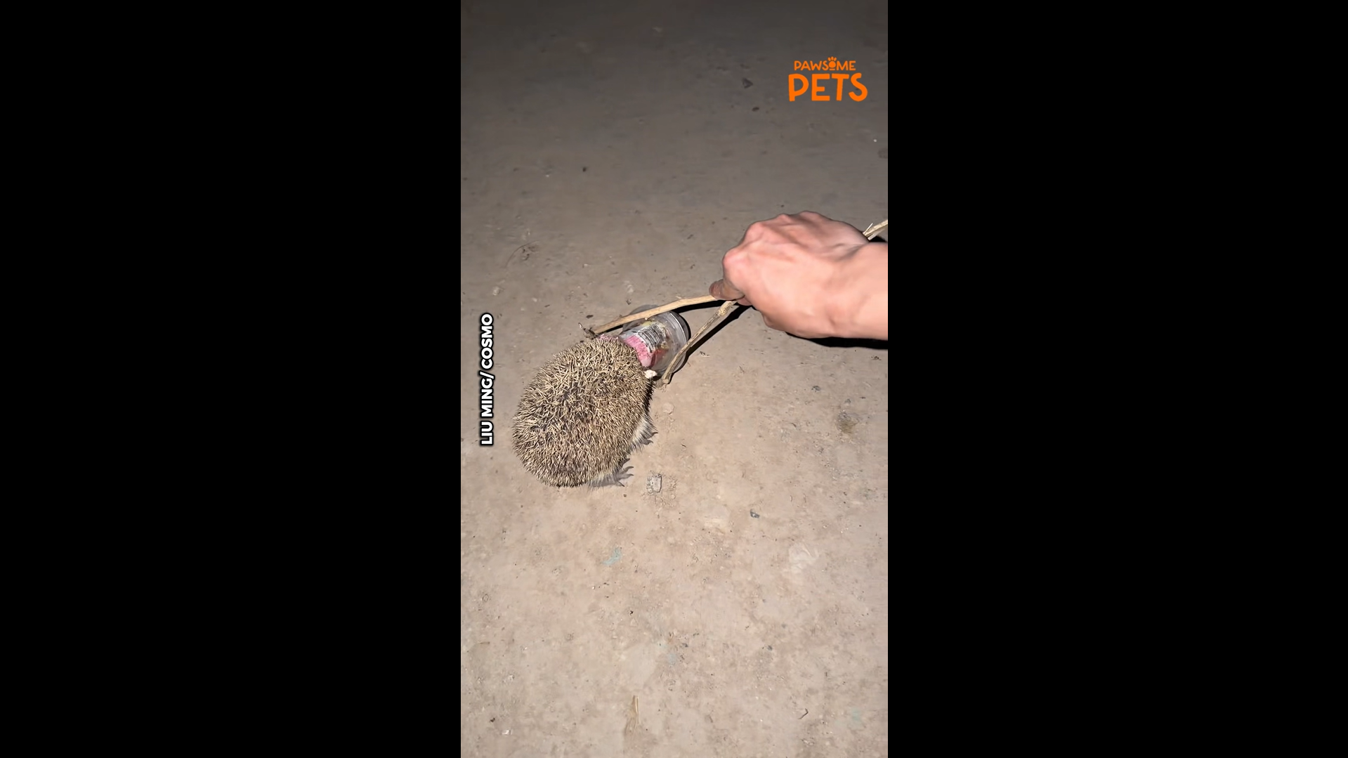 Hedgehog rescued after getting stuck in plastic lid
