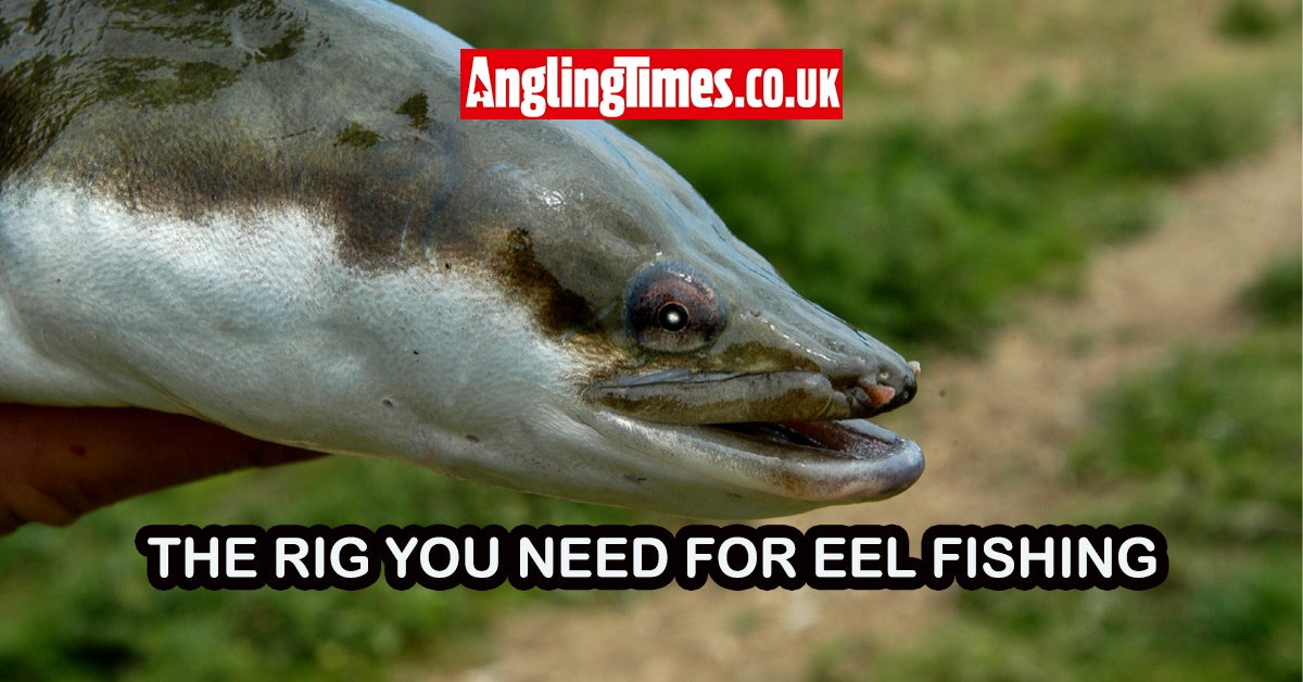You need to use this rig for specimen eels