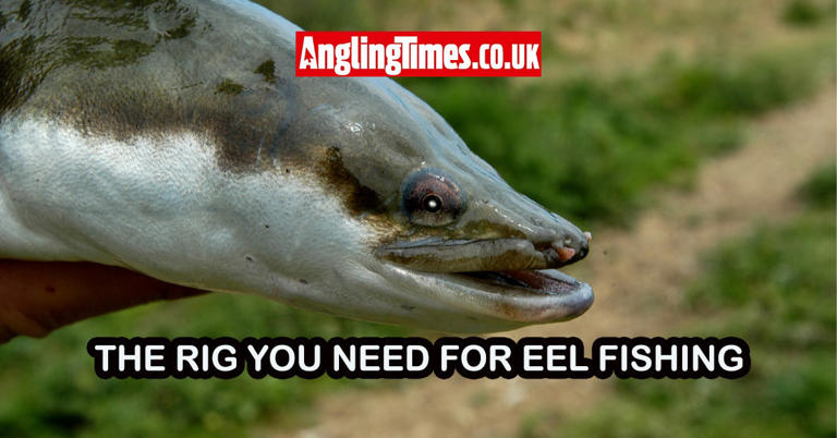 You need to use this rig for specimen eels