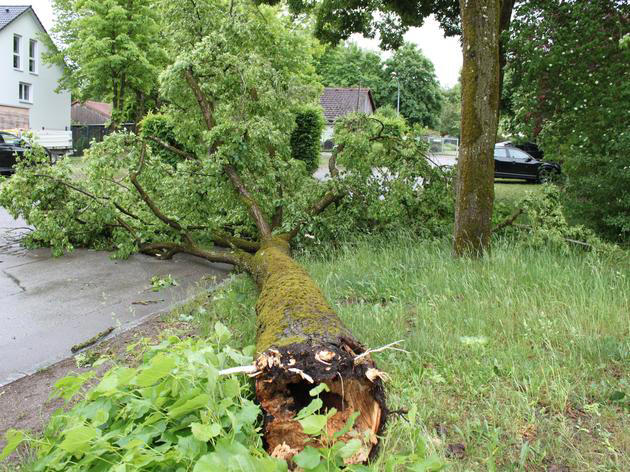 Umgestürzte Linde blockiert Zufahrt zu Kleingartenanlage in Bergham