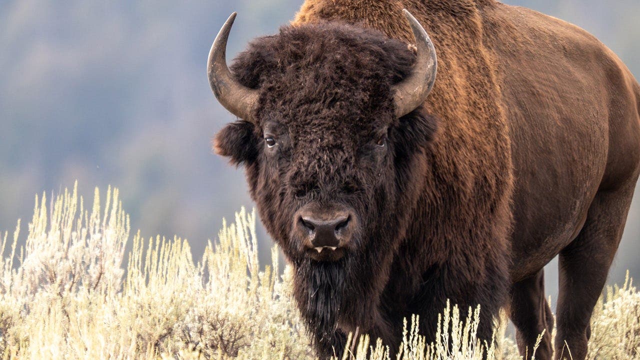 Woman tests fate by getting too close to a massive bison, faceplants ...