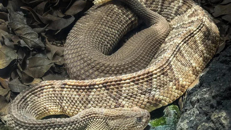 Rattlesnake in your yard? Conquer your panic with these expert tips
