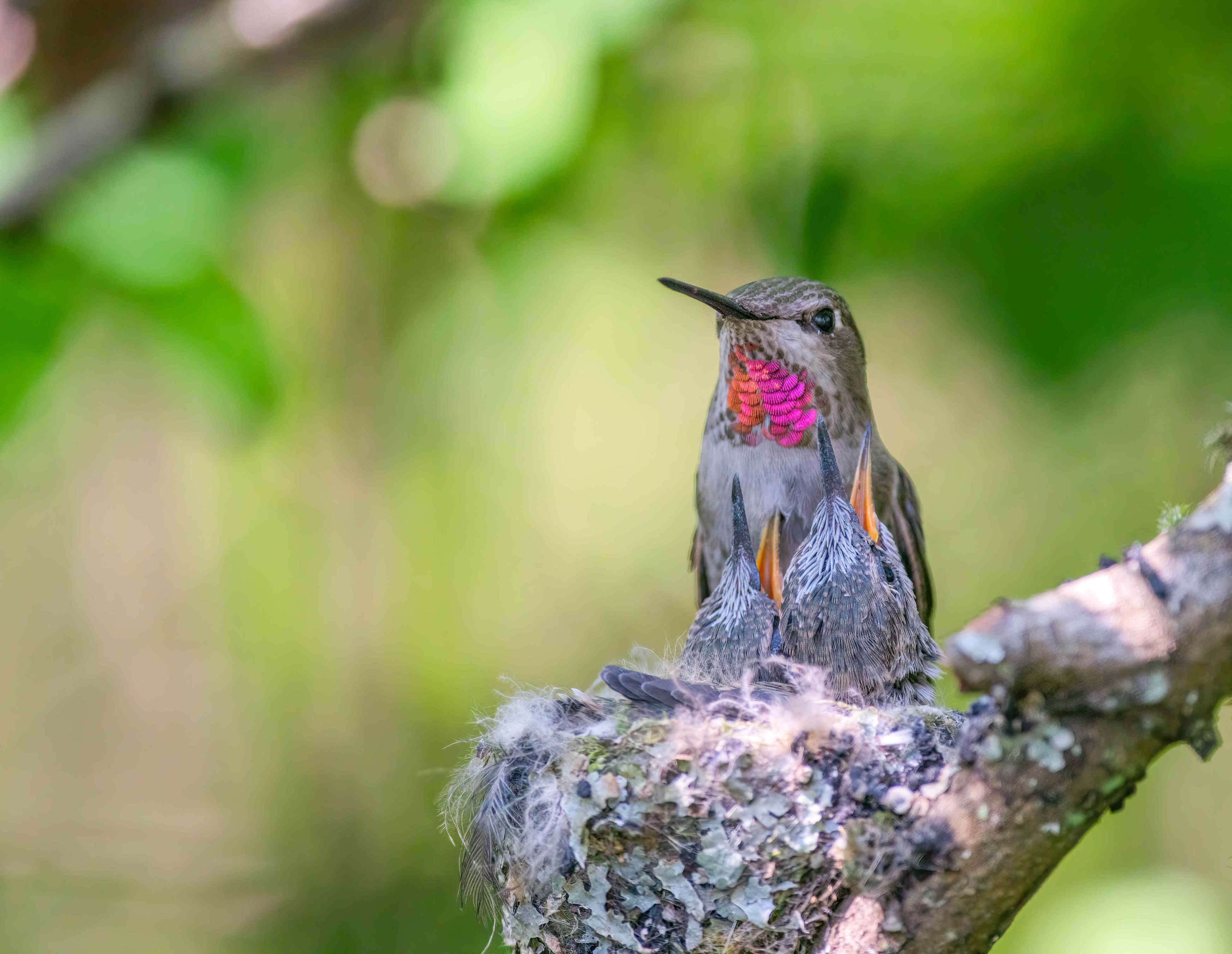 3 reasons you aren't seeing hummingbirds yet this summer