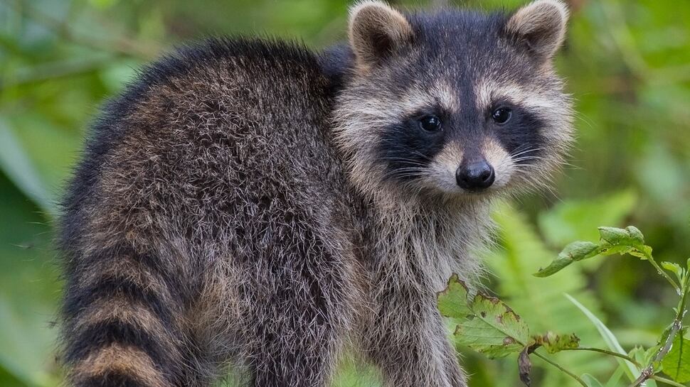 Rabid raccoon attacks dog in Gwinnett County