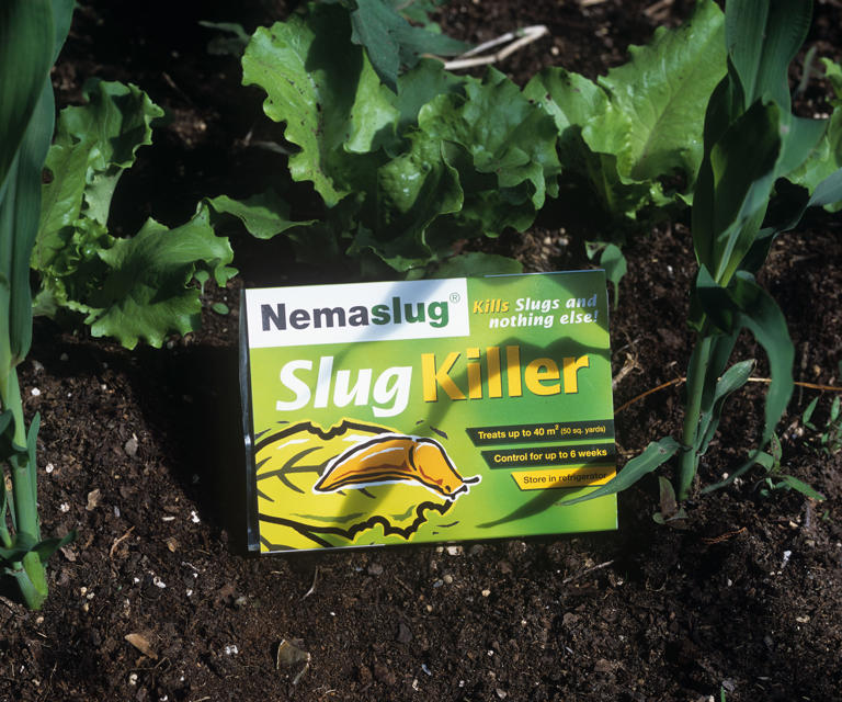 Sick of slugs taking over your garden? These 9 expert-backed deterrents ...