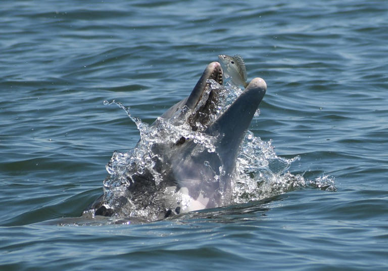 Human activity can influence dolphins’ social lives, study shows