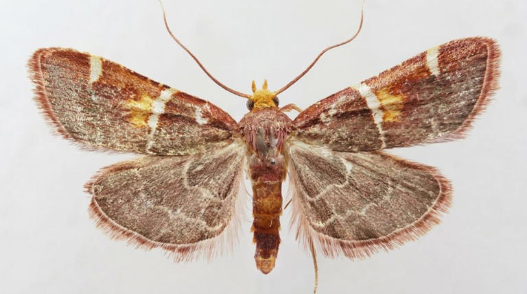 A newly discovered moth in Greece was named after the Pope for a ...