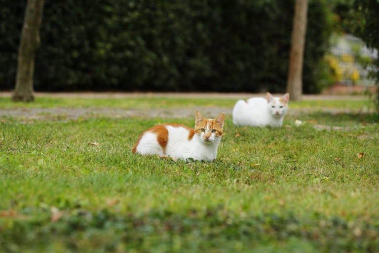 Chequeo de primavera para mascotas: qué revisar en casa antes del verano