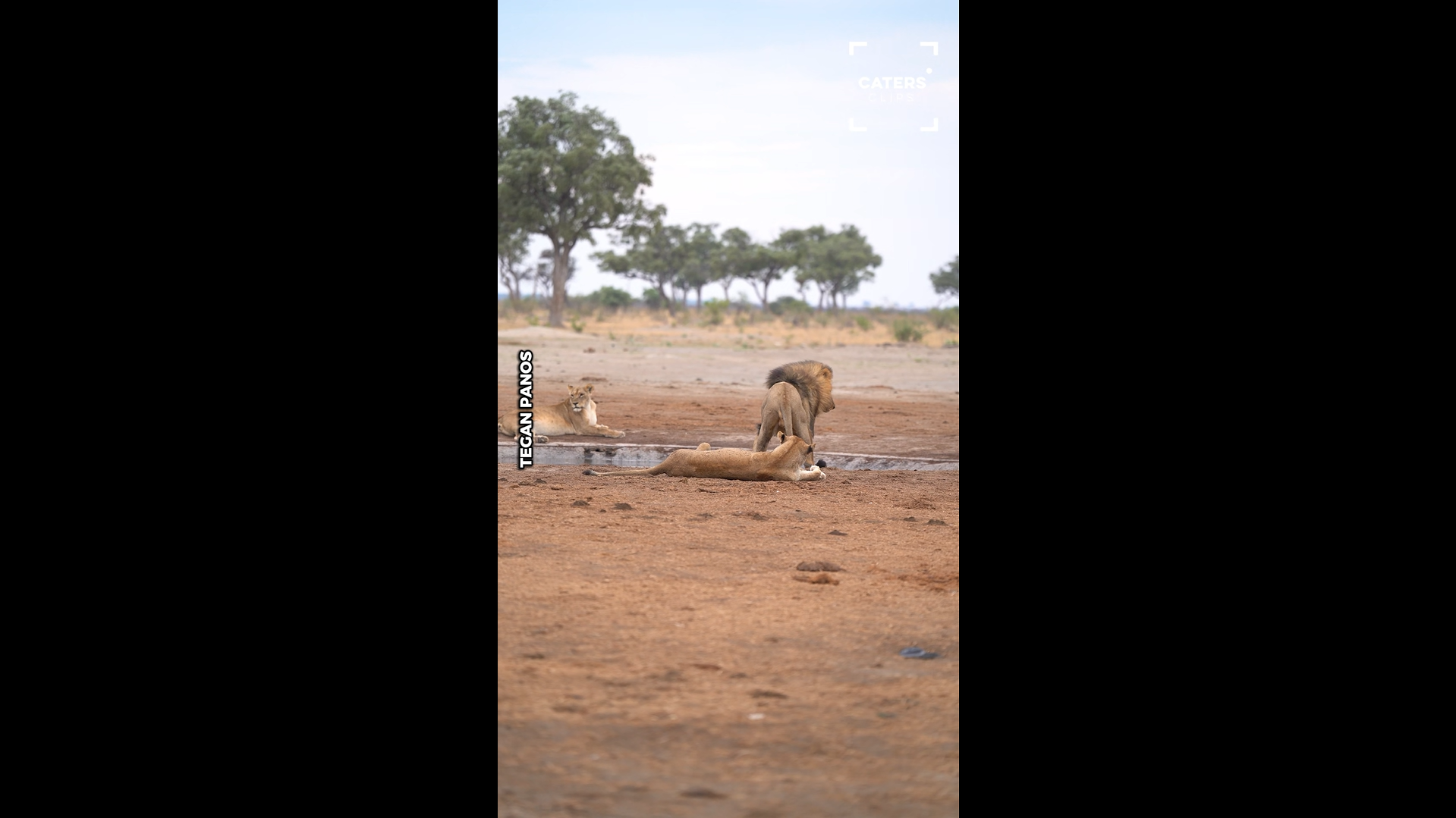 Dominant male lion shows territorial behaviour in pride encounter