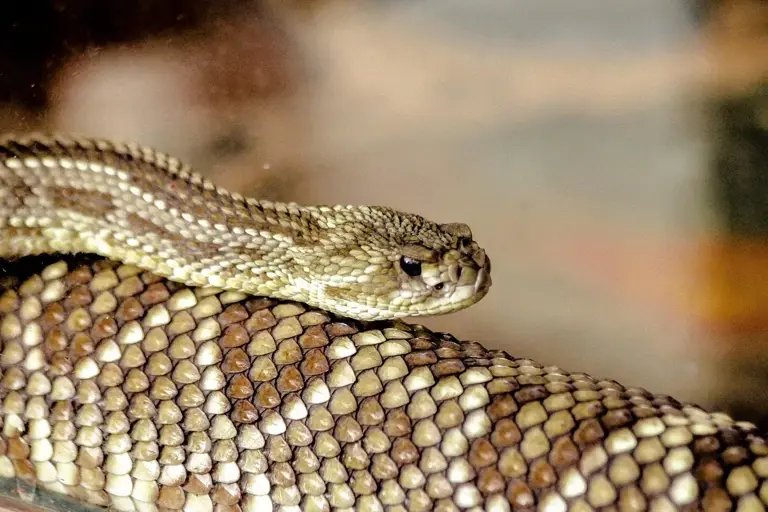 Rattlesnake in your yard? Conquer your panic with these expert tips