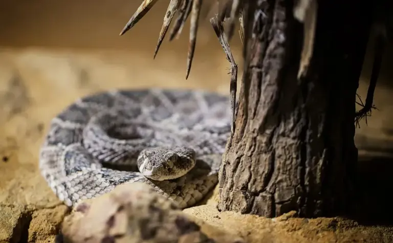 Rattlesnake in your yard? Conquer your panic with these expert tips