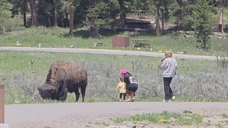Tourist allows toddler to walk straight up to bison @ Yellowstone ...