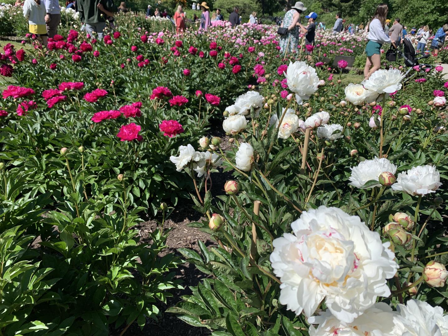 Thousands visit University of Michigan arboretum for yearly peony peek