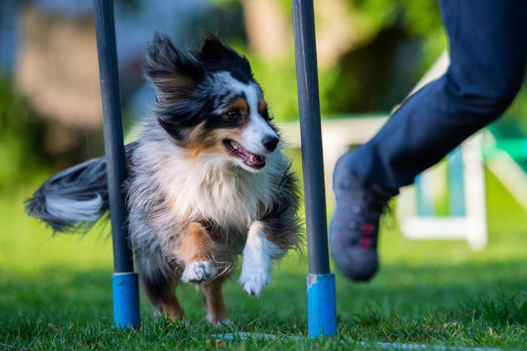'Do it!' What dogs can learn by watching you