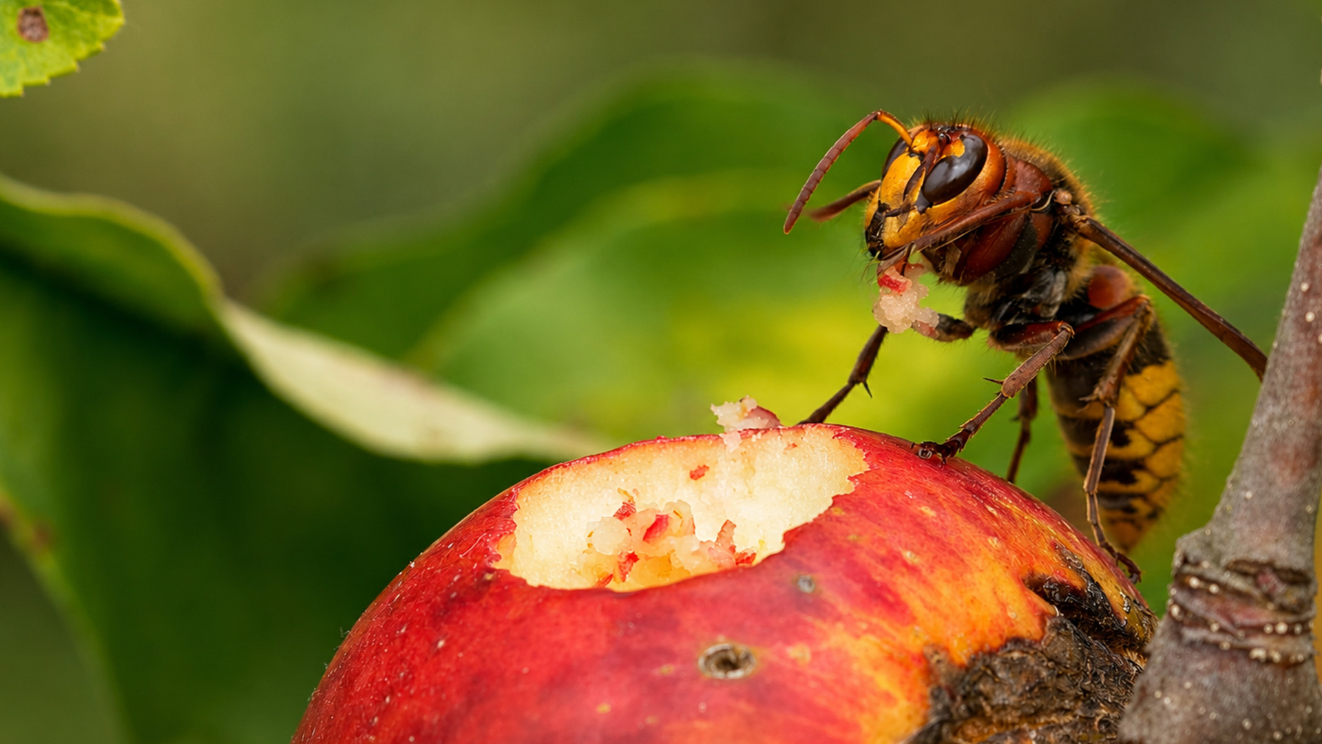 This giant hornet stopped for a meal right in front of the camera