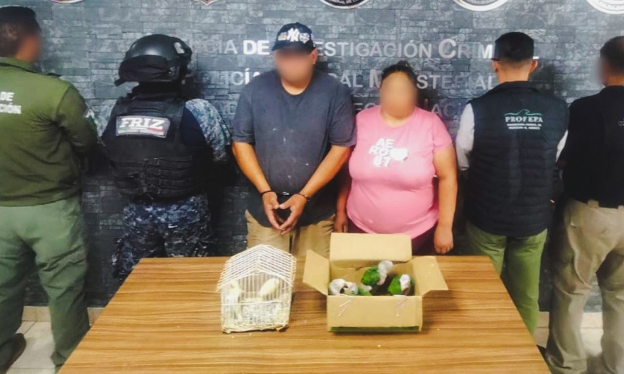 Golpe al tráfico de animales: rescatan a 5 pericos en Zacatecas; hay ...
