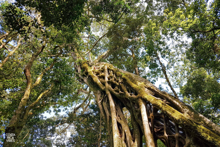 Monteverde, Costa Rica: What to know before you go (from someone who ...