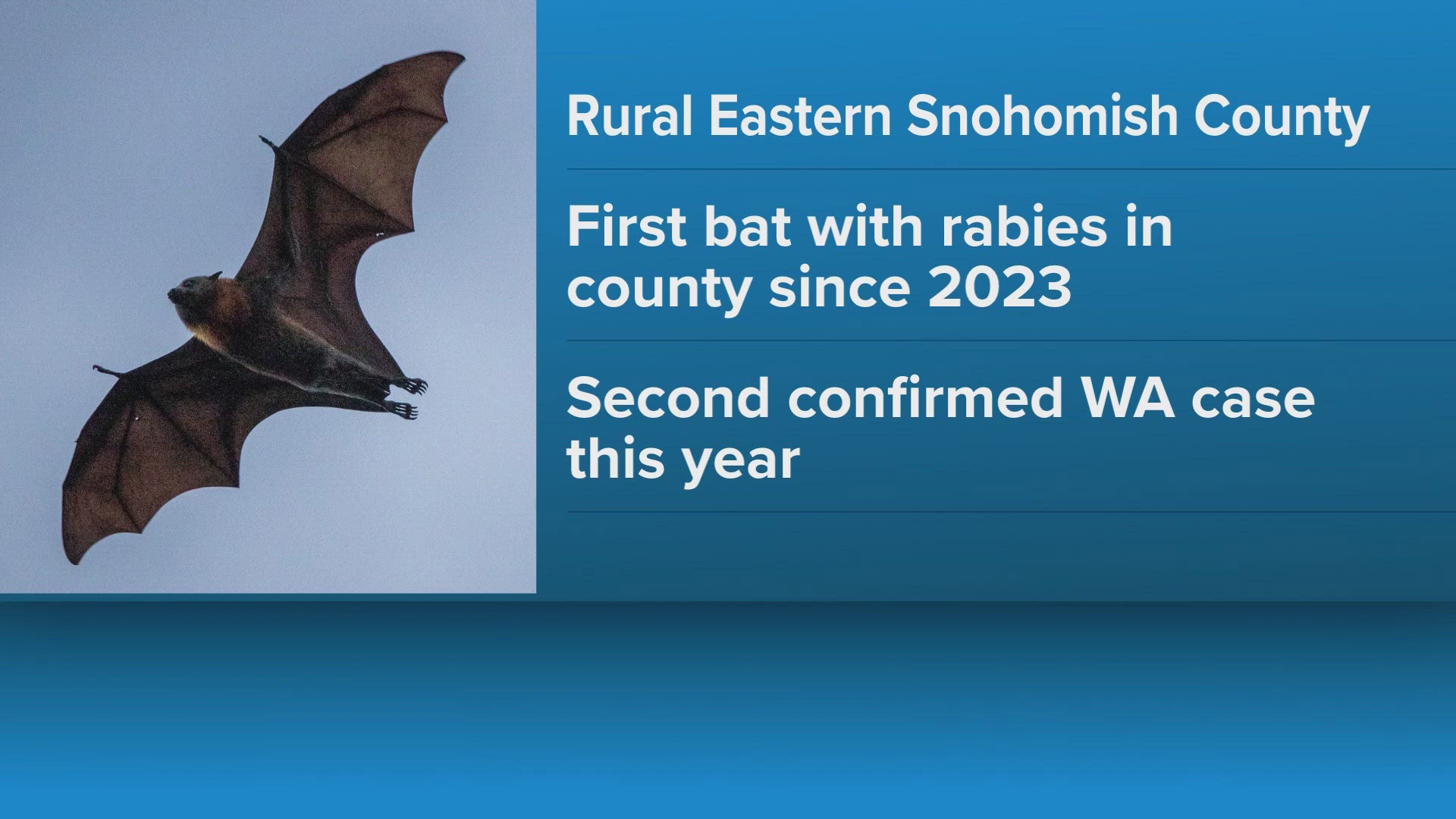 Three people exposed to rabid bat