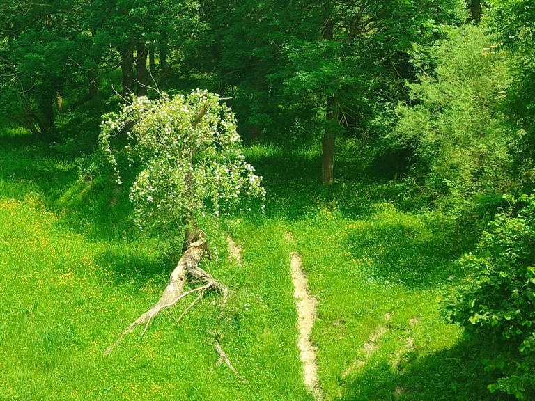 El árbol buscador de sombra