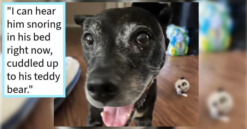 Unwanted older shelter dog finds furever home after foster pawrent fell ...