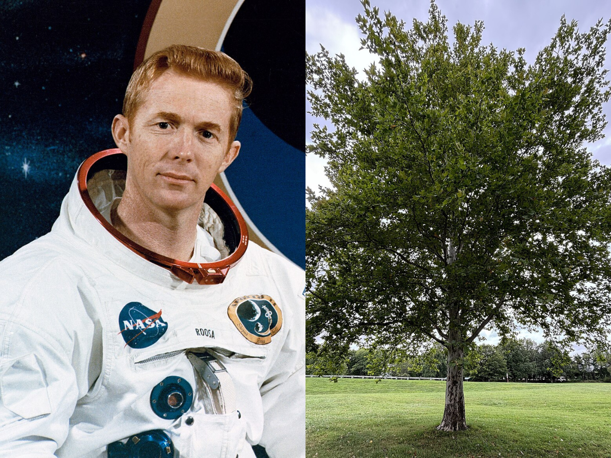 In 1971, an Apollo 14 astronaut carried hundreds of tree seeds around ...