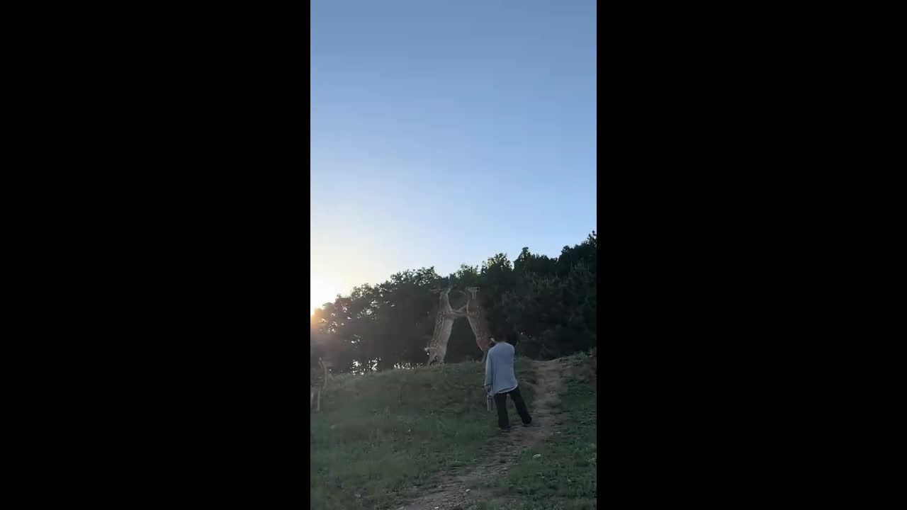 Two fallow deer clash and briefly spar on hillside in Liaoning, China