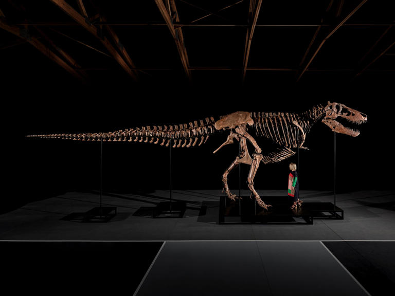 You could own one of the largest T rex fossils ever discovered