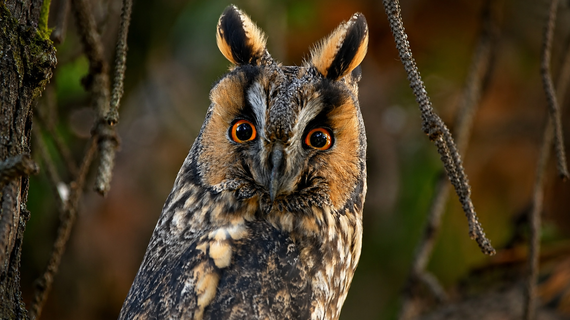 This owl’s intense stare was caught by a wildlife camera