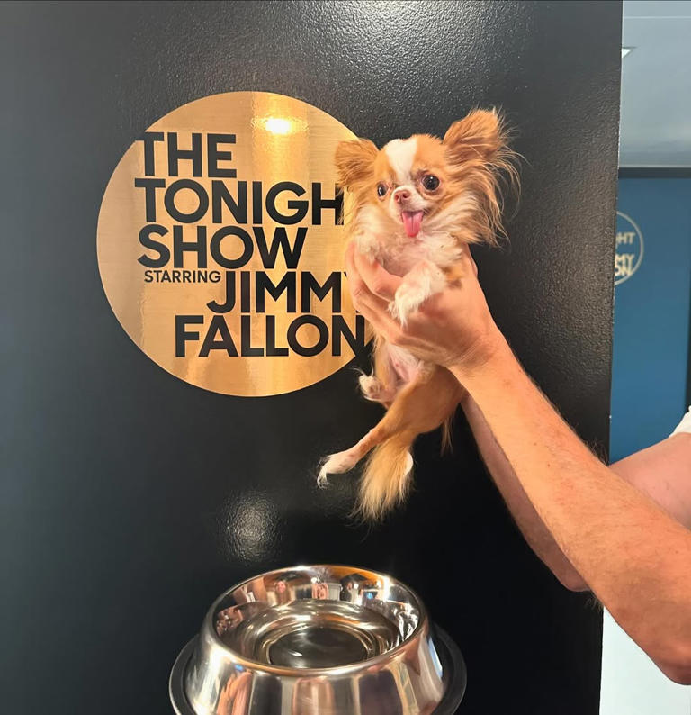 Demi Moore mourns heartbreaking loss as beloved micro chihuahua Pilaf ...