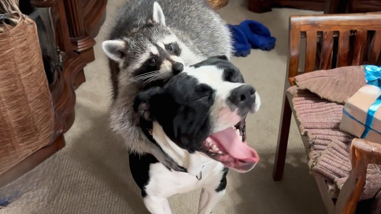 Lonely baby raccoon had no one left - until a dog became his whole world