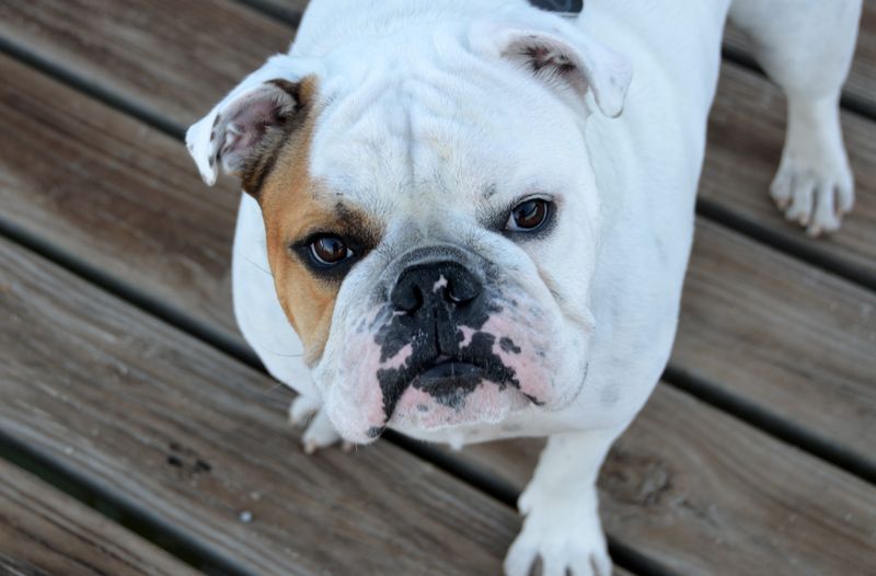 Hot weather can be miserable for these 12 dog breeds