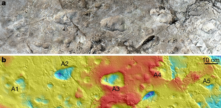 Ancient footprints reveal a different early human relative walking ...