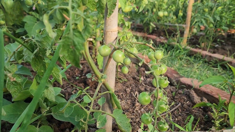 I tried 8 simple gardening hacks that made my garden healthier without ...