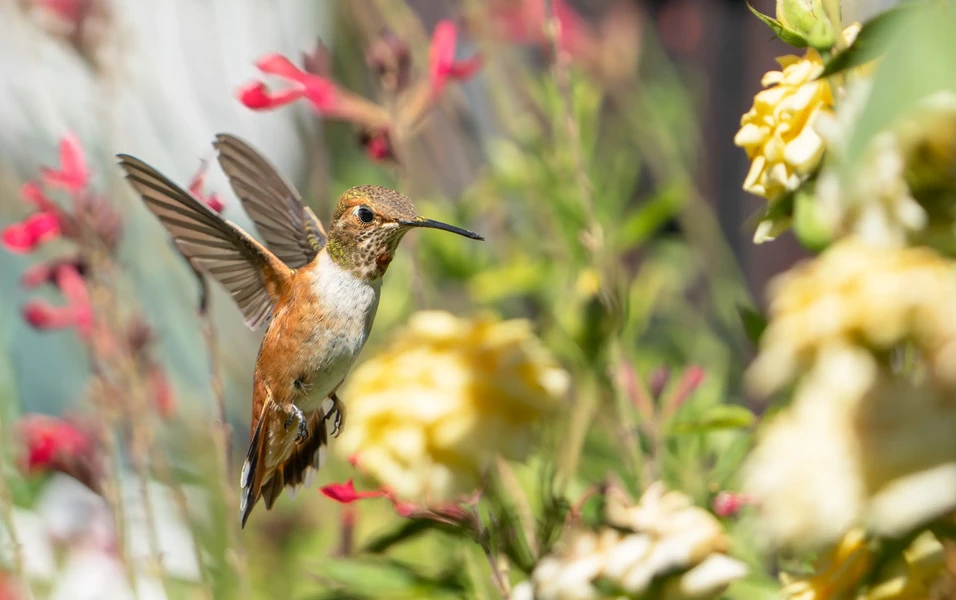 Turn your backyard into a hummingbird haven