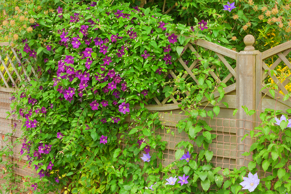 20 beautiful climbing plants that instantly transform boring walls & fences