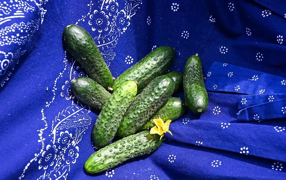 June recipe collections spotlight fresh summer flavors