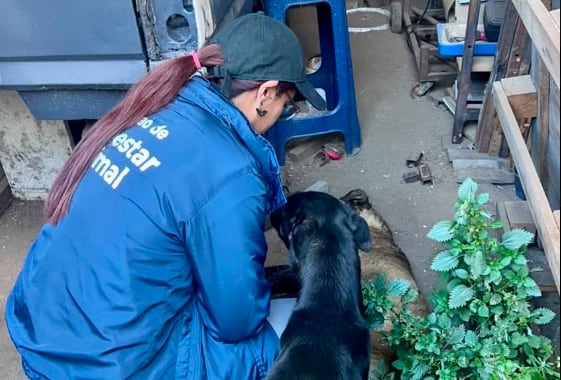 Perro falleció tras pelea entre canes al sur de Quito: tutor enfrentará ...