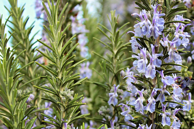 14 plants you should prune in June for a better summer display