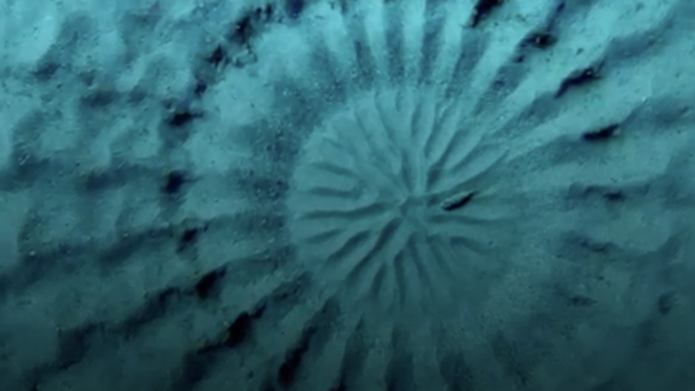 They found nature’s greatest artist