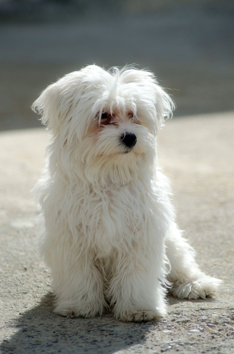 10 companion breeds famous for choosing laps over almost anything else