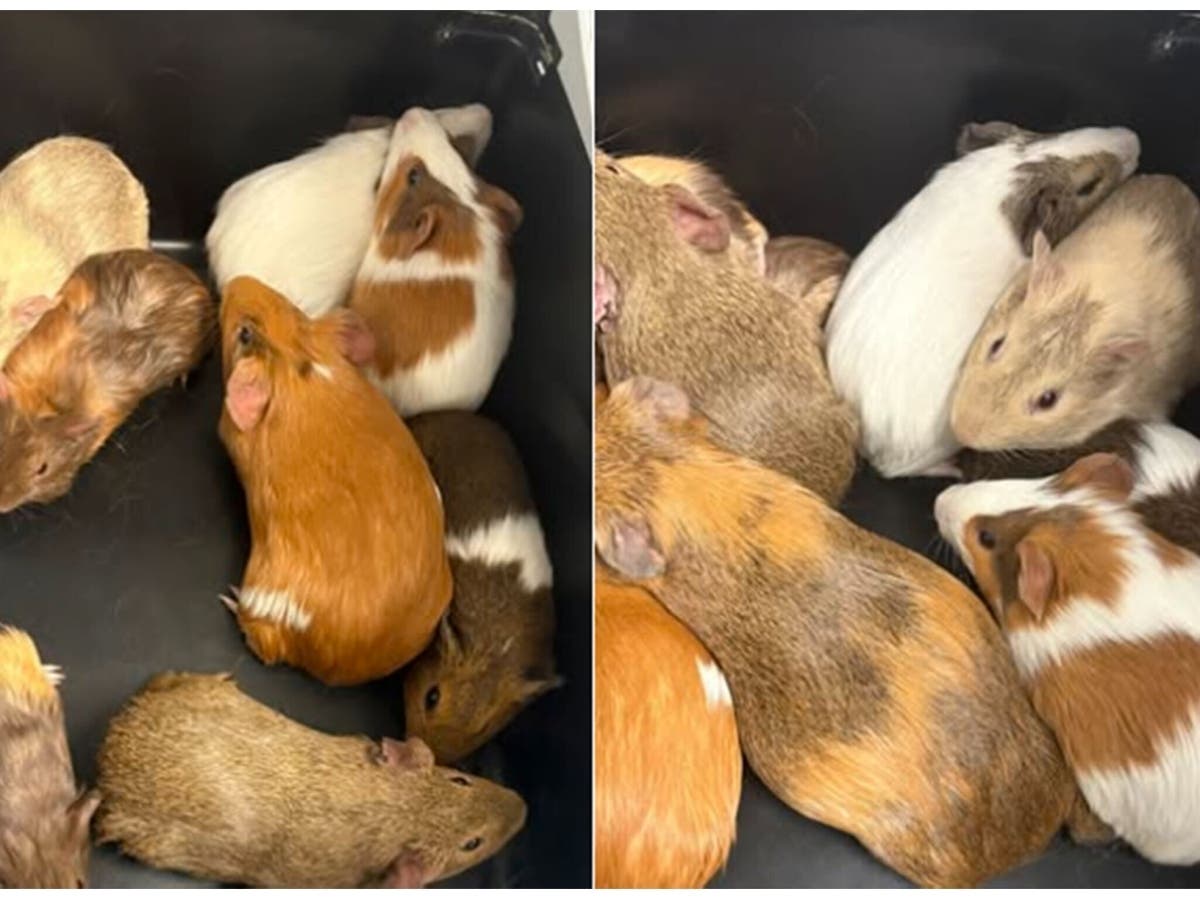 No place for piggies: Guinea pigs left in Waltham wilderness, animal ...