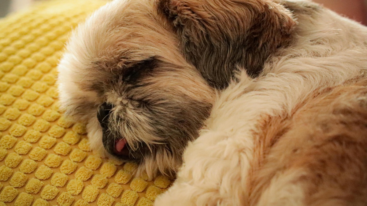 10 dog breeds that hate sleeping alone