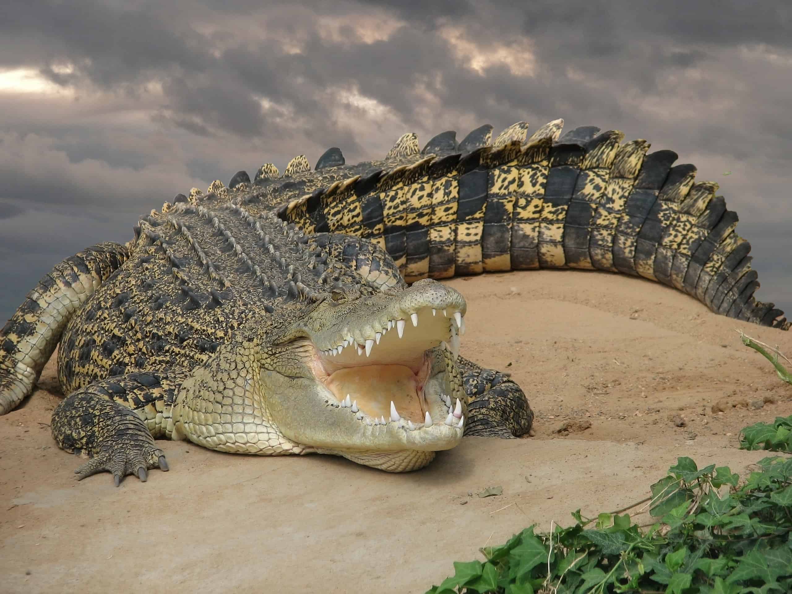 The largest crocodile ever recorded had to eat like a dinosaur to fuel ...