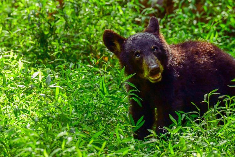 Smoky Mountain magic: Bears, mist and America’s most beloved wilderness
