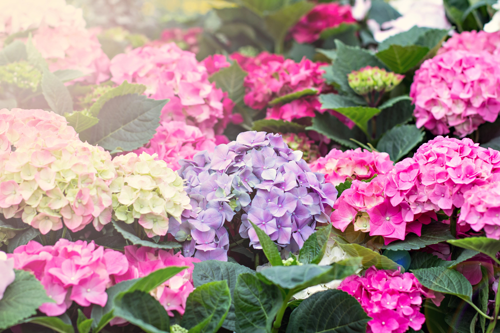 20 low-maintenance plants that thrive in any backyard
